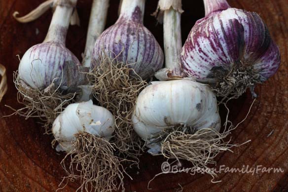 Burgeson Family Farm | Satsuma Mandarin and Citrus Farm