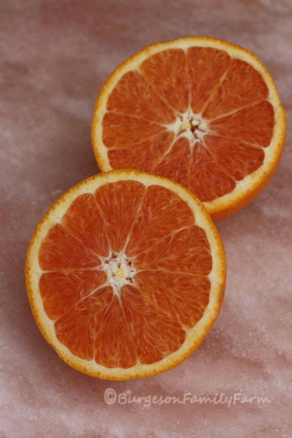 Burgeson Family Farm | Satsuma Mandarin and Citrus Farm